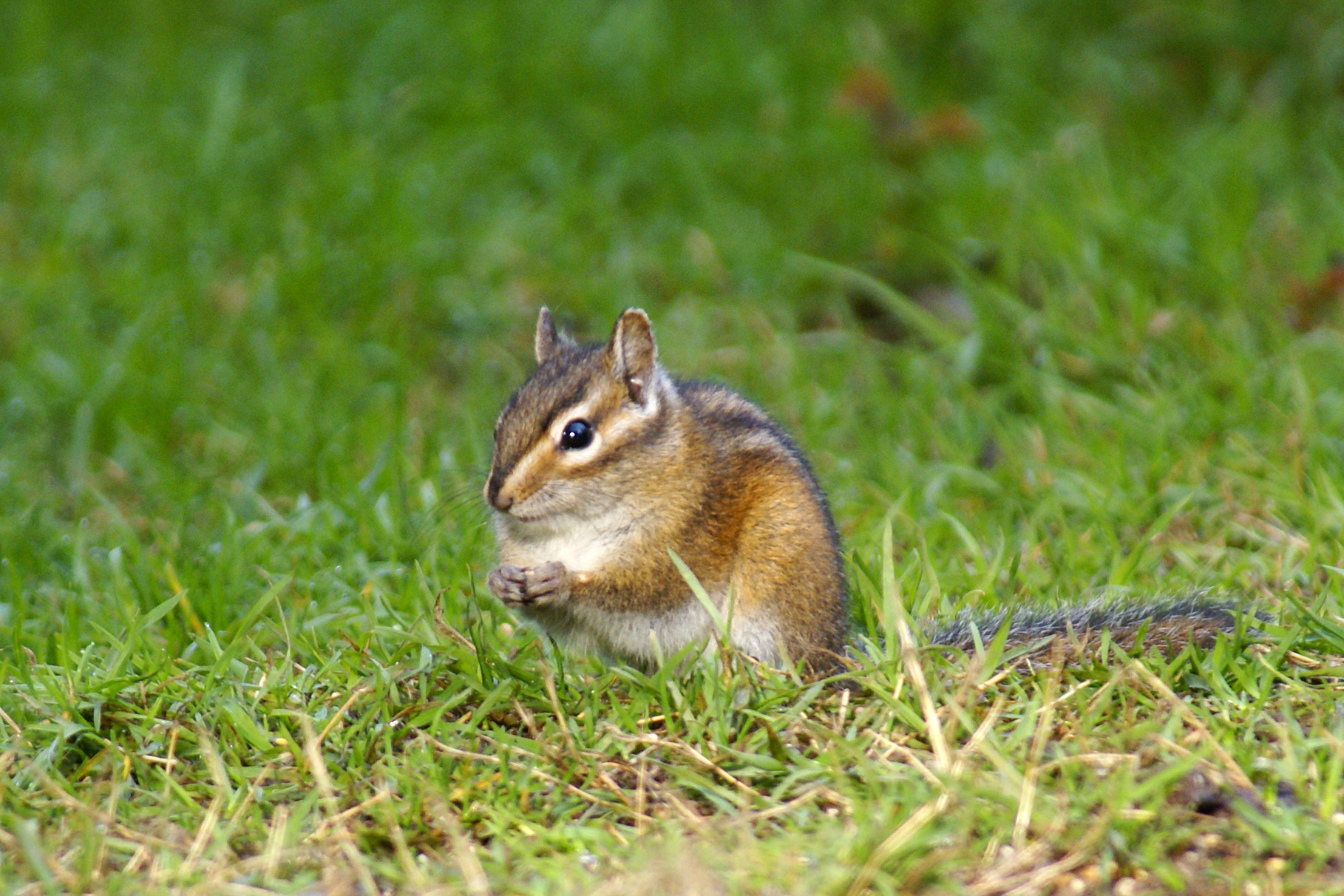 Townsend's Chipmunk | FWS.gov
